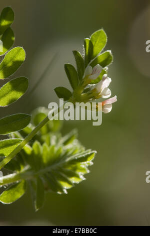 Bird's-foot (Ornithopus perpusillus) flowering, growing on sandy heath ...