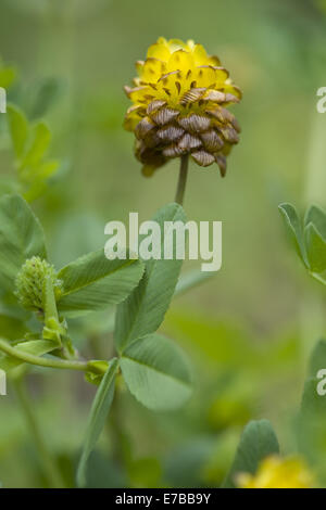 brown clover, trifolium badium Stock Photo - Alamy