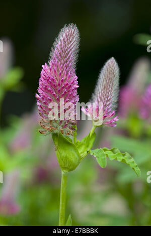red trefoil (Trifolium rubens), blooming, Germany Stock Photo - Alamy