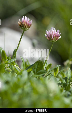 Thal’s Clover, Trifolium thalii in flower in limestone pasture ...