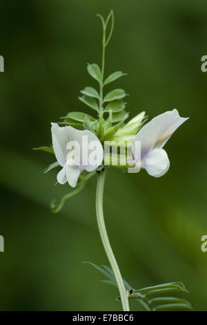 Large yellow vetch (Vicia grandiflora) Plantae Stock Photo - Alamy