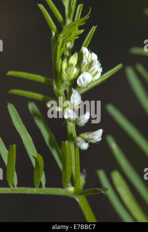 Hairy Tare Flowers - Vicia hirsuta Tiny Vetch Stock Photo - Alamy