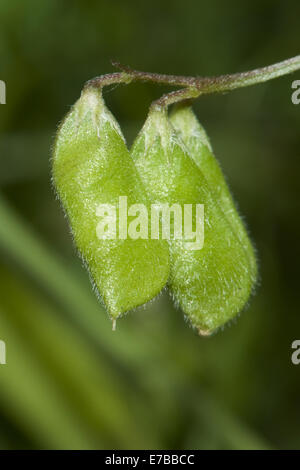 Hairy tare (Vicia hirsuta Stock Photo - Alamy