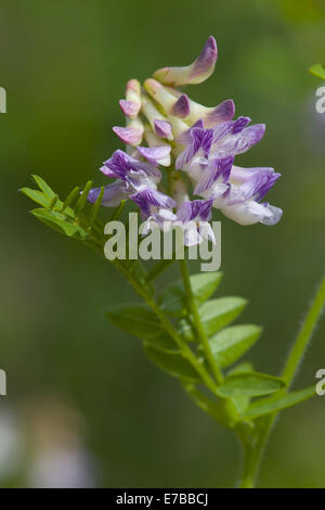Wood Bitter-vetch, Vicia orobus - rare plant of western Britain Stock ...