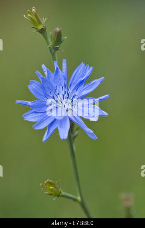 Cichorium intybus L Stock Photo - Alamy