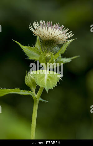 cabbage thistle (Cirsium oleraceum), blooming, Germany, Bavaria ...