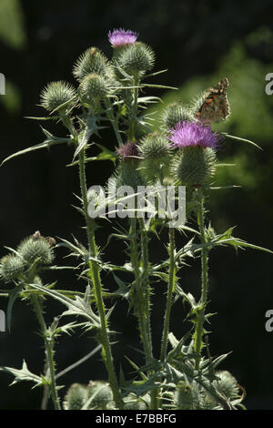 Common thistle or spear thistle on a pink background, scientific name ...