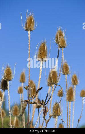 Dry wild teasel (Dipsacus fullonum) close-up Stock Photo - Alamy