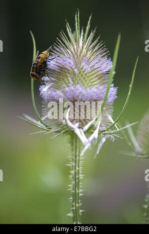Wild teasel / fuller's teasel (Dipsacus fullonum / Dipsacus sylvestris ...