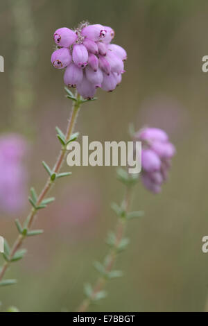 Cross leaved heath or Bog Heather on Wenhaston common Stock Photo - Alamy
