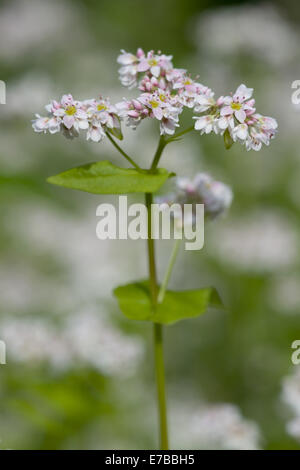BUCKWHEAT Fagopyrum esculentum (Polygonaceae Stock Photo - Alamy