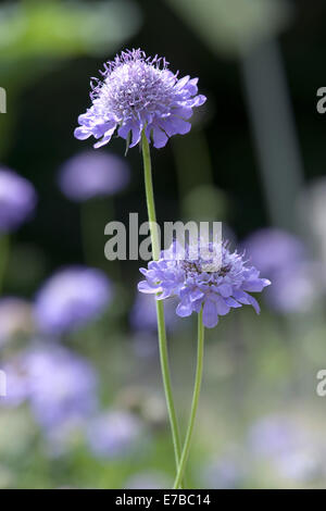 glossy scabious, scabiosa lucida Stock Photo - Alamy