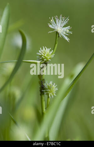small bur-reed (Sparganium minimum, Sparganium natans), blooming Stock ...