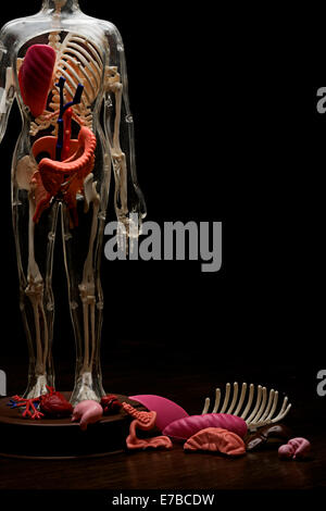 Clear Plastic Human Body Model Showing Internal Organs Stock Photo - Alamy