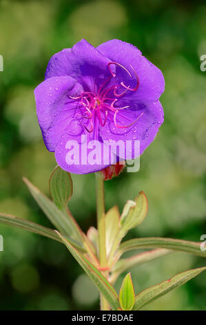 Princess flower Tibouchina urvilleana blossom and seed pods Stock Photo ...