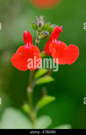 Salvia microphylla flowers Stock Photo - Alamy
