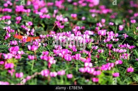 Cyclemen flowers have bloomed at the Killerton National Trust Gardens ...