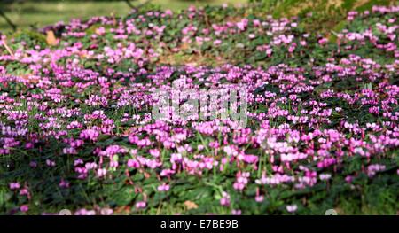 Cyclemen flowers have bloomed at the Killerton National Trust Gardens ...