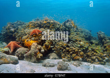 Shoal of fish on the coral reef in the sea Stock Photo - Alamy