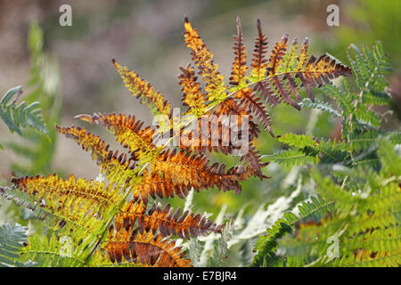 Bracken turning golden in autumn. Bushy Park London England UK Stock ...