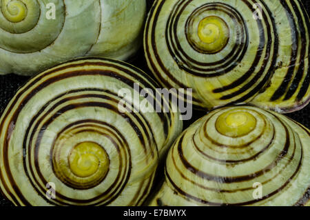 An arrangement of banded snail shells Stock Photo - Alamy