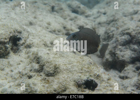 Doctorfish (Acanthurus chirurgus) Actinopterygii Stock Photo - Alamy