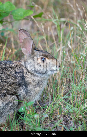 Swamp Rabbit, Sylvilagus aquaticus Stock Photo: 79804889 - Alamy