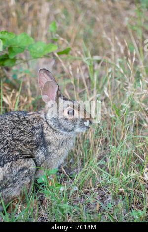 Swamp Rabbit (Sylvilagus aquaticus), Mammalia, Adams County, MS, USA ...