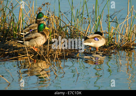 Mallard ducks, Sacramento National Wildlife Refuge, California Stock ...
