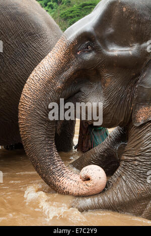 Asian elephant animal skin hardness nature pigmentation asia asiatic ...