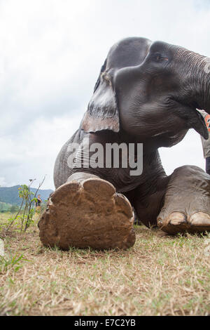 Asian elephant animal skin hardness nature pigmentation asia asiatic ...
