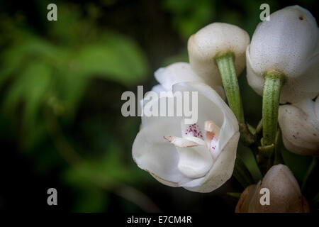 Holy Ghost orchid, dove orchid or flower of the Holy Spirit in English ...