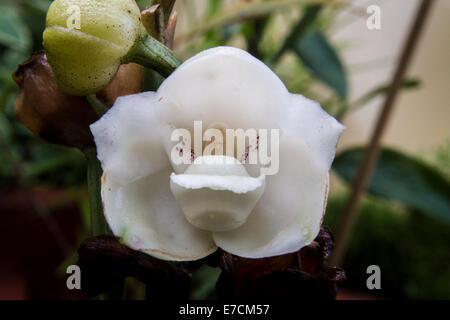 Holy Ghost orchid, dove orchid or flower of the Holy Spirit in English ...