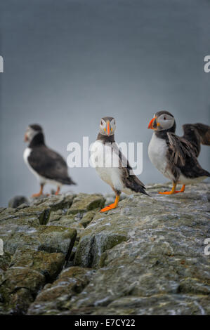a puffin stands on a rocky ledge outside its rocky nesting hole holding ...
