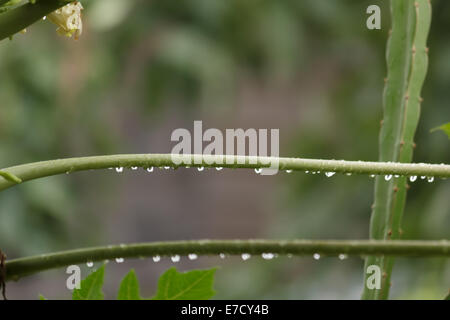 Dew on the branches of the papaya tree Stock Photo - Alamy