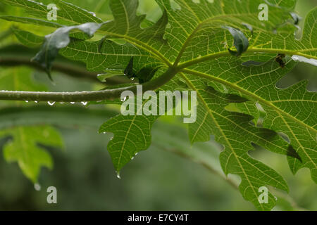 Dew on the branches of the papaya tree Stock Photo - Alamy