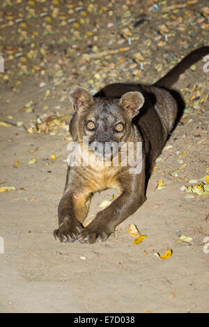 Wild fossa in Kirindy Forest, western Madagascar - full body view Stock ...