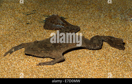 Common Suriname toad, Pipa pipa, Pipidae, South America Stock Photo - Alamy