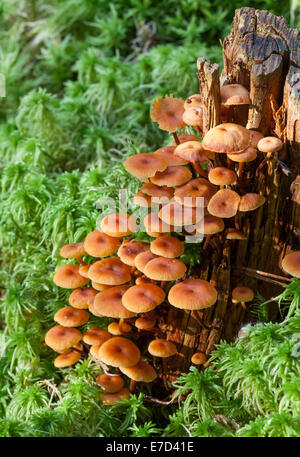Group of Xeromphalina campanella golden trumpet bell omphalina bell ...