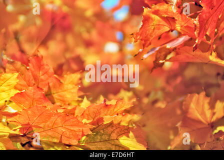 bright colors of foliage on maple tree in warm autumn day Stock Photo ...