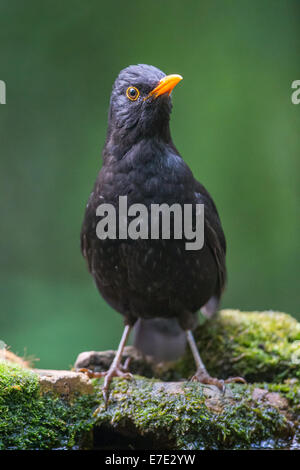 Adult male Common Blackbird (Turdus merula) flying, migrating in blue ...
