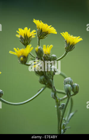 Rough Hawksbeard Crepis biennis plant blooming in a meadow Stock Photo ...