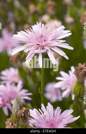 Pink Hawksbeard (Crepis rubra) flowering, growing on roadside verge ...