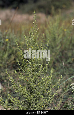 Camphor Inula, Cape Khakiweed, Stinkweed, Stinkwort (Inula graveolens ...