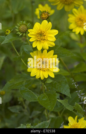 Helianthus decapetalus L Stock Photo - Alamy