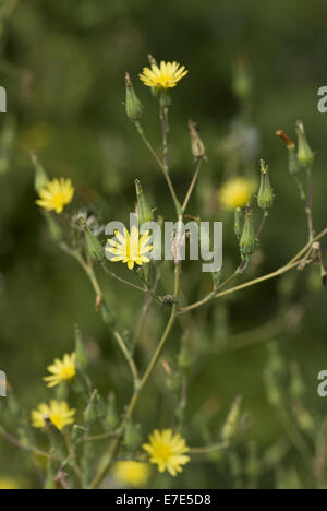 Wild Lettuce / Bitter lettuce / Laitue vireuse / Opium Lettuce ...