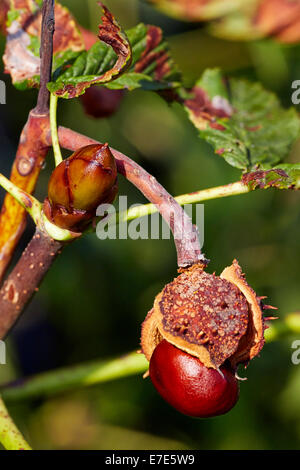 horse chestnut, conker and shell Stock Photo - Alamy