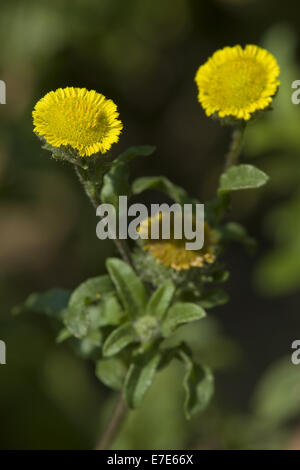 Small Fleabane - Pulicaria vulgaris Stock Photo - Alamy