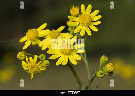 Eastern Groundsel (Senecio vernalis), flowering Stock Photo - Alamy