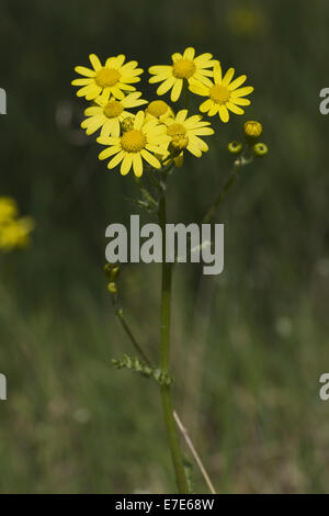 Eastern Groundsel yellow flower, Senecio Vernalis Stock Photo - Alamy